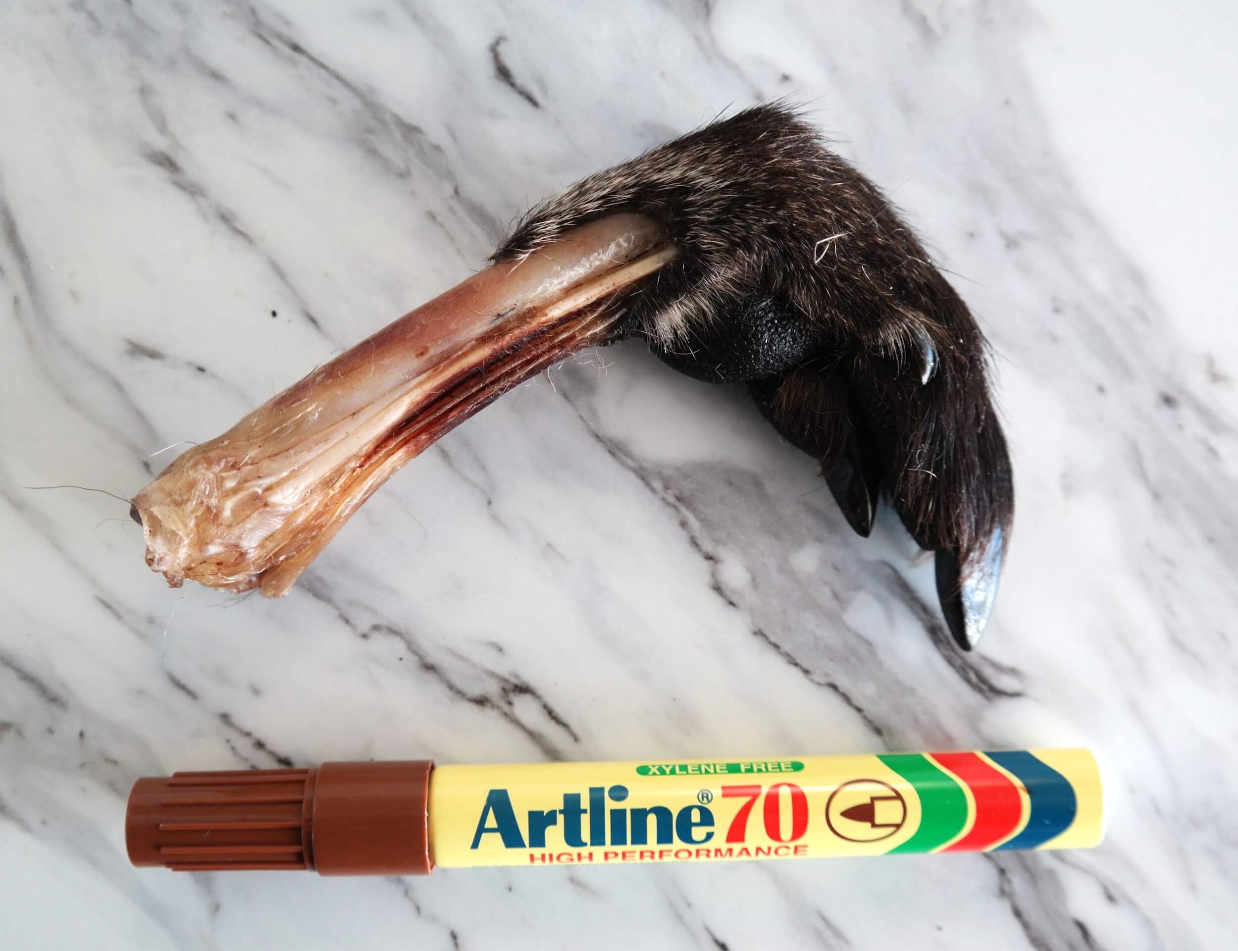 Dried Wallaby Hoppers 6/pkt – Lenah Game Meats